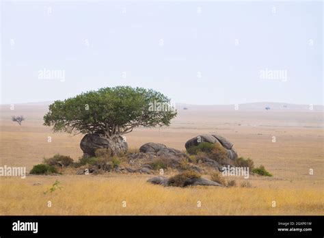 Serengeti National Park Landscape Tanzania Africa African Panorama
