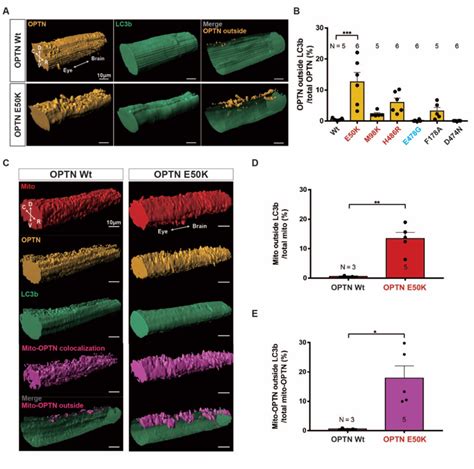 3d Reconstruction Of Axonal Mitochondria Optn And Lc3b In Optic Nerves
