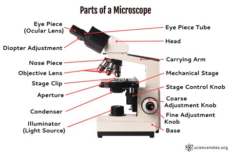 Parts Of A Microscope