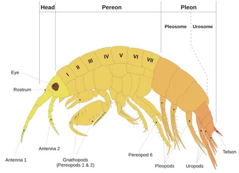 Katkat Wikipedia