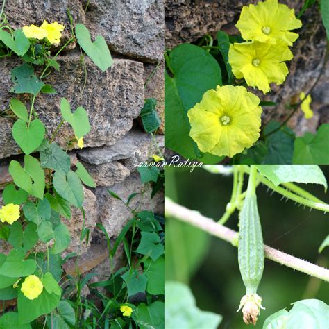 Luffa Acutangula Var Amara Fantastic Flora Of Gujarat