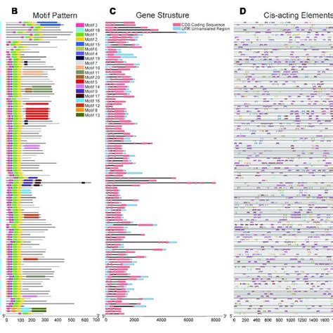 Phylogenetic Tree Conserved Motifs Gene Structural And Cis Acting