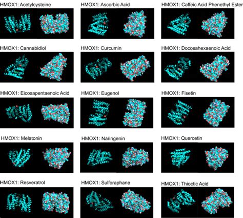 Hmox1 As A Potential Drug Target For Upper And Lower Airway Diseases Insights From Multi Omics