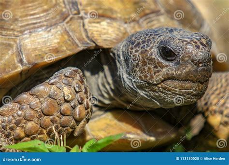 Gopher Tortoise Tick Amblyomma Tuberculatum Attached To The Rough Bumpy Skin Of A Gopher
