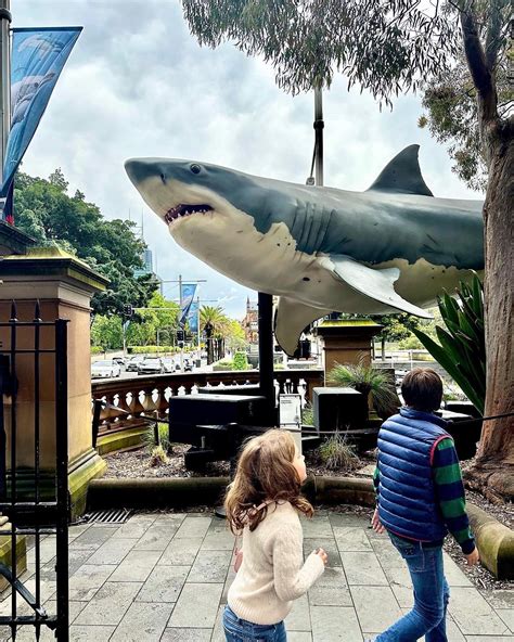 Sydney Shark Exhibition — The Creative Trade Collective Props And