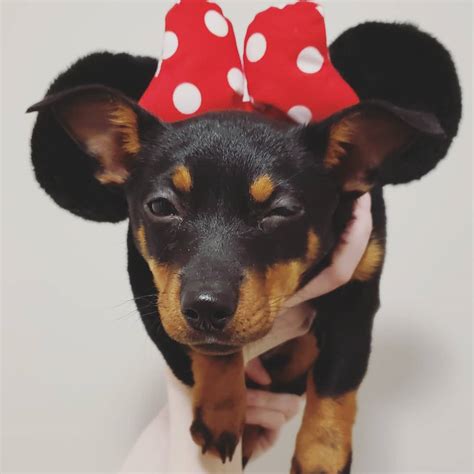 Hello Minnie Here 😉 Raww
