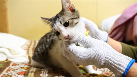 子猫をなでなで 221225 Youtube