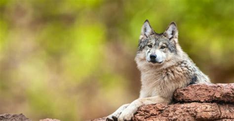 The Enduring Giants How Some Woolly Mammoths Lived Long After The Ice Age