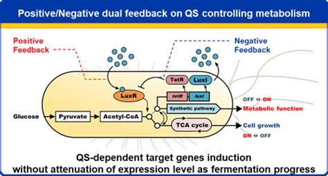 实现大肠杆菌动态代谢工程诱导时间无关信号稳定的合成群体感应设计 Acs Synthetic Biology X Mol