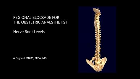 Nerve Root Levels — Adrian England