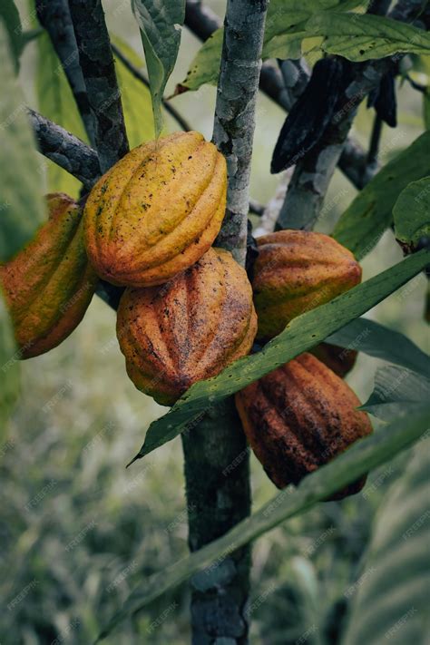 Vertical Closeup Shot Of Unpeeled Cacao Beans Growing On A Tree