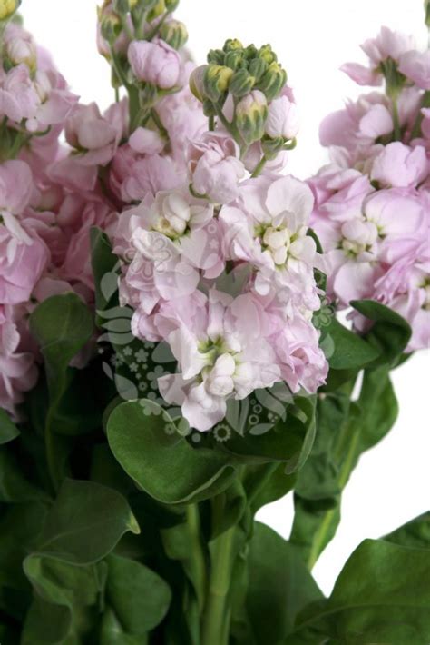 Stock Matthiola Cream Flowers Flowers