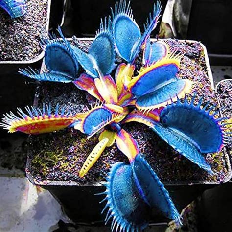 Venus Flytrap Seeds Blue Ornamental Carnivorous Plant