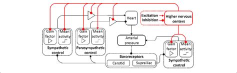 Structure Of The Model Elements Of The Autonomic Control Are Shown Download Scientific