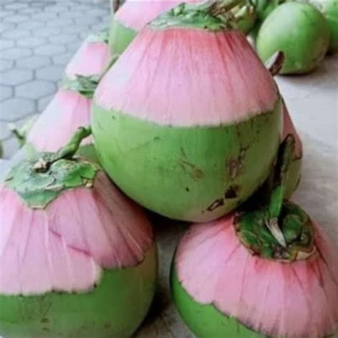 Jual Kelapa Ijo Obat Kelapa Muda Kelapa Ijo Di Seller Tokosukses77