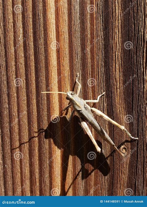 Grasshopper On Wooden Pattern Stock Image 144148591