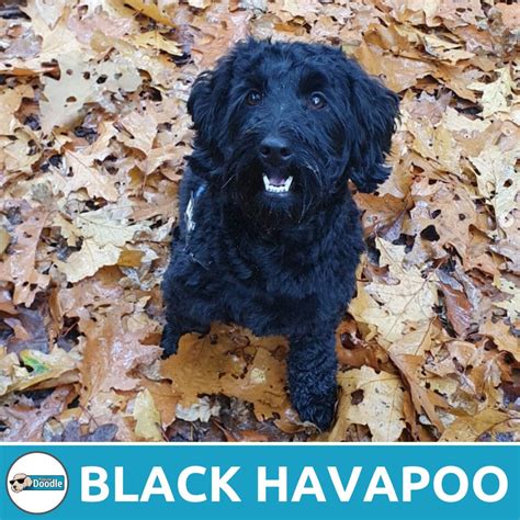 Havapoo Colors Photo Gallery And Complete Guide