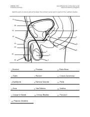 Sexual Anatomy Diagram Identify Structures And Names For Sex Course Hero