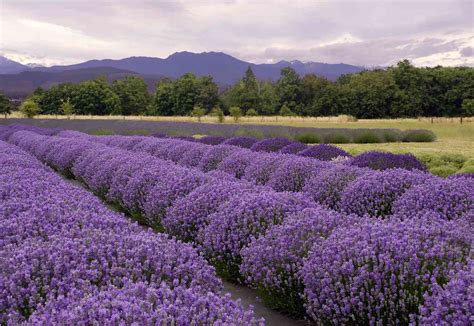 The Most Beautiful Flower Fields To Visit In The Us