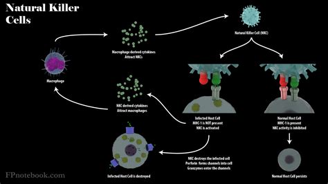 Natural Killer Cells Are A Type Of