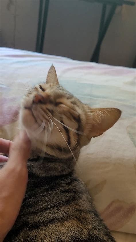 A Happy Trill From A Beautiful Kitty Rcatswhotrill