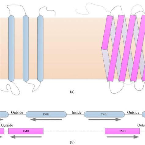 Alignment Accuracy By Using Topology Structure Or Secondary Structure Download Scientific