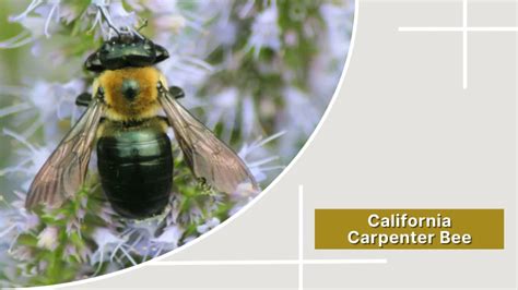 7 Types Of Carpenter Bees Identification With Pictures