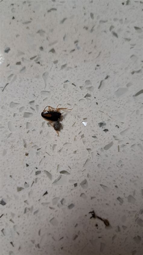 Is This A German Roach Rgermanroaches