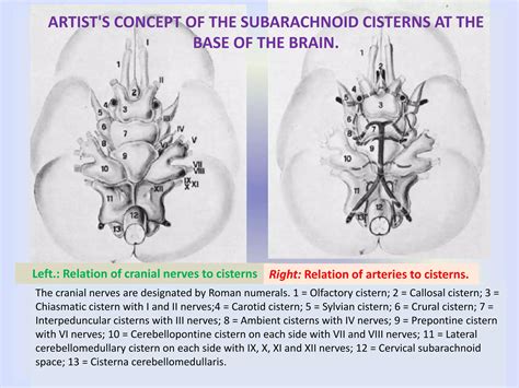 Cisterns Of Brain Pptx