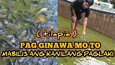 Gawin mo ito sa inyong TILAPIAHAN | Iwas SAKIT at Mabilis ang PAG LAKI ...