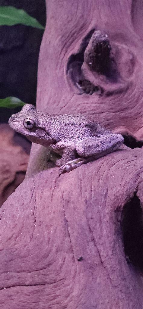 The Perons Tree Frog In All Its Seaview Aquarium Centre
