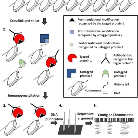 Diagram Summarizing The Chip Seq Technique Used To Prepare The Samples Download Scientific