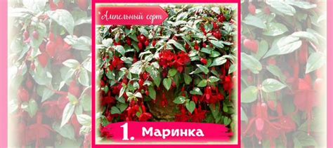 Черенки фуксии купить в Глазове | Товары для дома и дачи | Авито