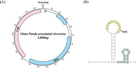 Identification And Full Genome Characterization Of A Novel Circovirus