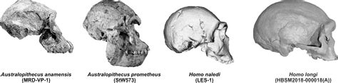 Human Evolution Skull Comparison