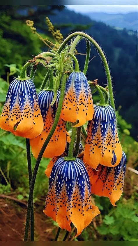 120 Unusual Flowers Ideas Unusual Flowers Flower Pictures Beautiful