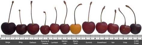 Cherry Varieties Descriptions