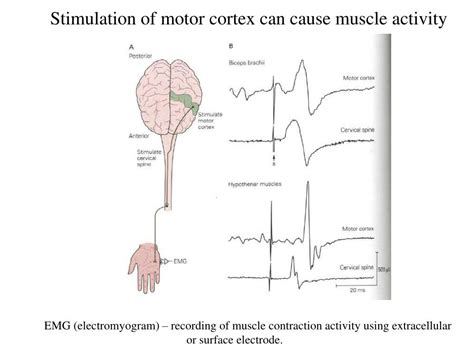 Ppt Motor Cortex Powerpoint Presentation Free Download Id895708 Ppt Motor Cortex Powerpoint Presentation Free Download Id895708