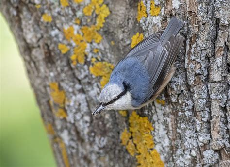 Eurasian Nuthatch Bird Free Photo On Pixabay