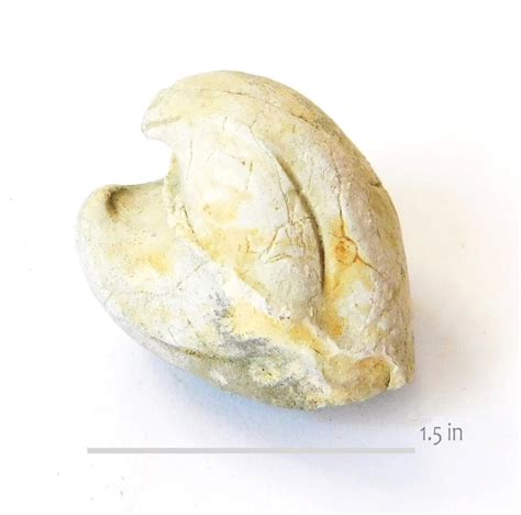 Texas Cretaceous Fossils Bivalves Clams The Fossil Forum