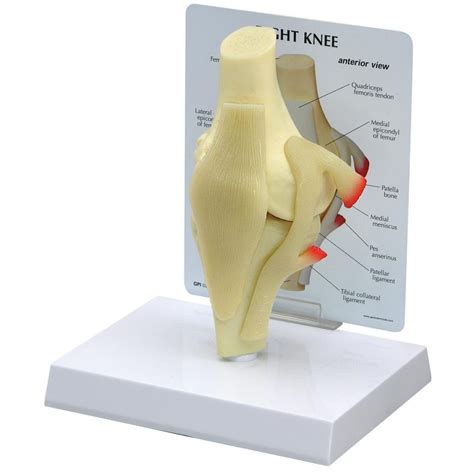 Basic Knee Model Sem Trainers