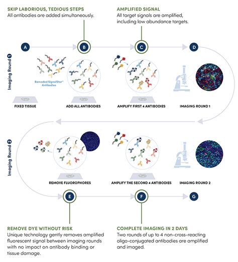 Multiplex Assay Selection And Optimization Biocompare The Buyers