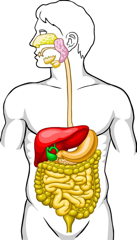 Digestive And Urinary Systems Diagram Quizlet