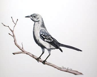 Mockingbird Drawing At PaintingValley Com Explore Collection Of Mockingbird Drawing