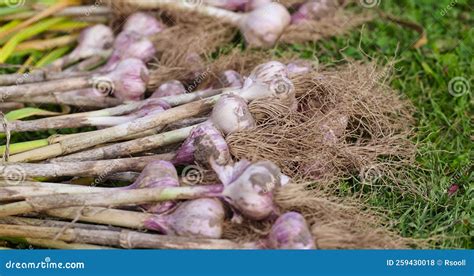 Harvested Garlic On The Grass While Drying In The Sun Stock Footage