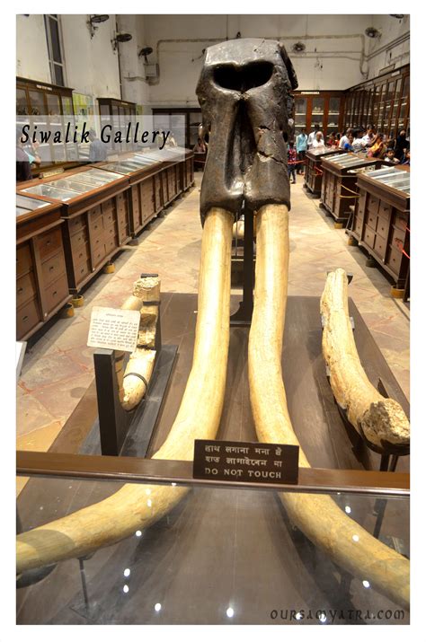 The Proboscidea Of The Past