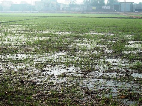 Waterlogging What It Is How To Prevent It Solutions Agriculture In Zambia