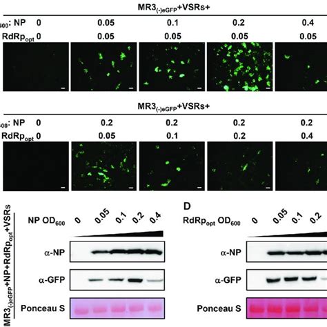 Nipah Virus Niv Replication And Genome Organization A Nipah Virus Download Scientific