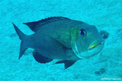 Monotaxis Grandoculis Big Eye Emperor Reef Life Survey