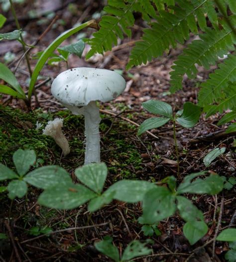 Destroying Angel How To Identify This Deadly Mushroom Mushroom